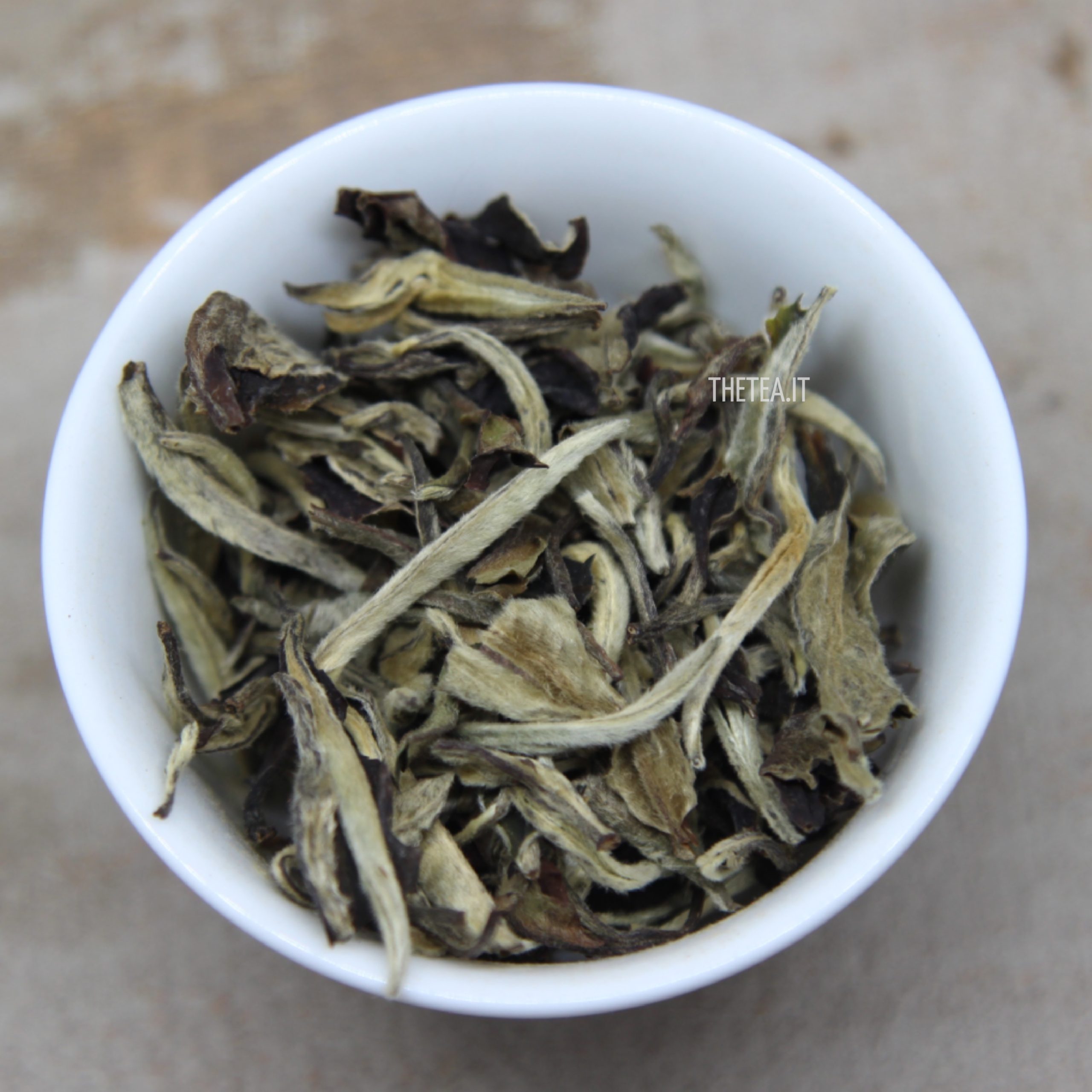 Wild Tea Ancient Trees | The Tea Torino